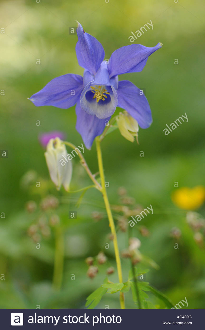 Alpine Columbine Aquilegia Alpina High Resolution Stock Photography and ...