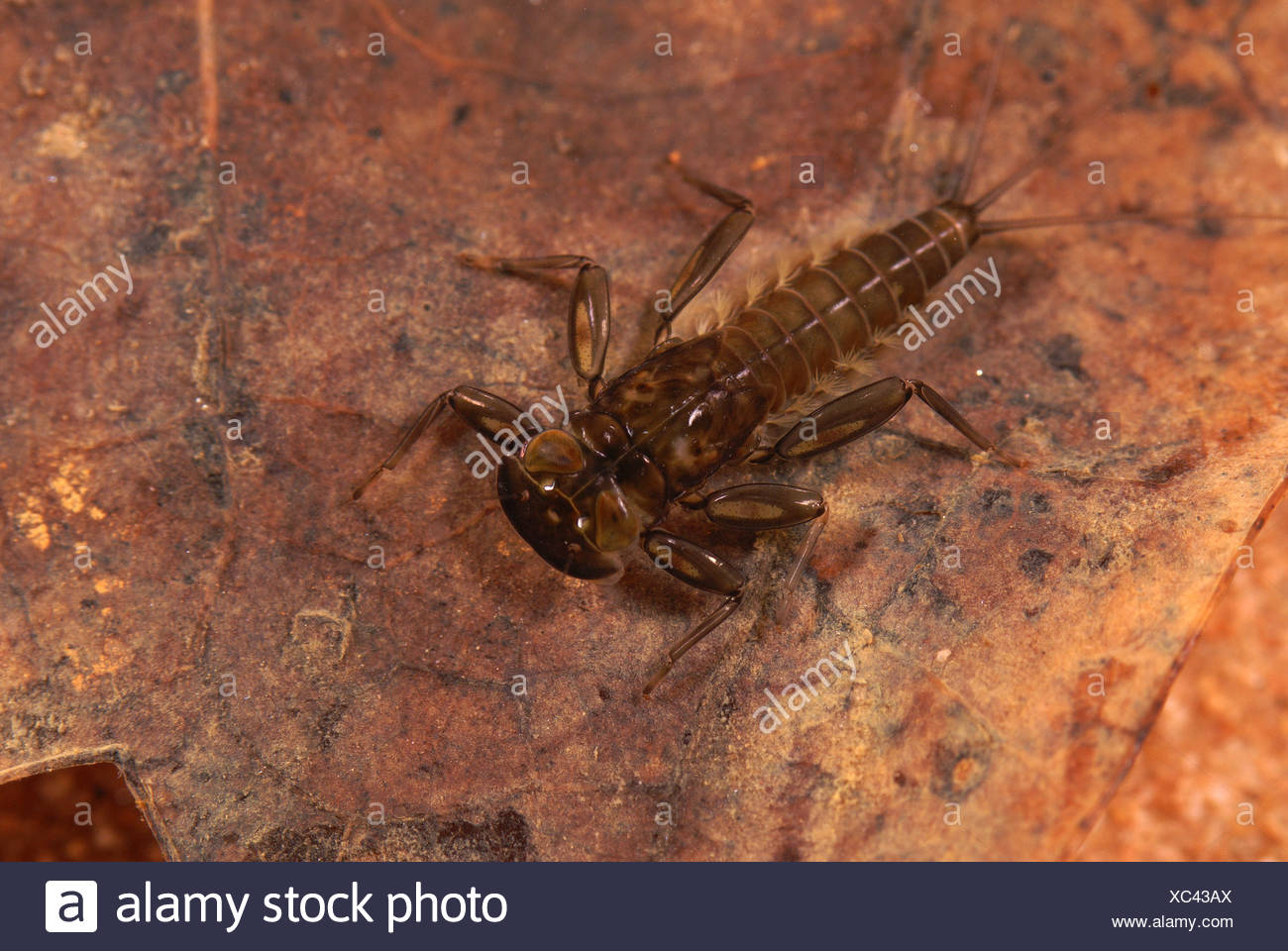 Ecdyonurus Stock Photos & Ecdyonurus Stock Images - Alamy
