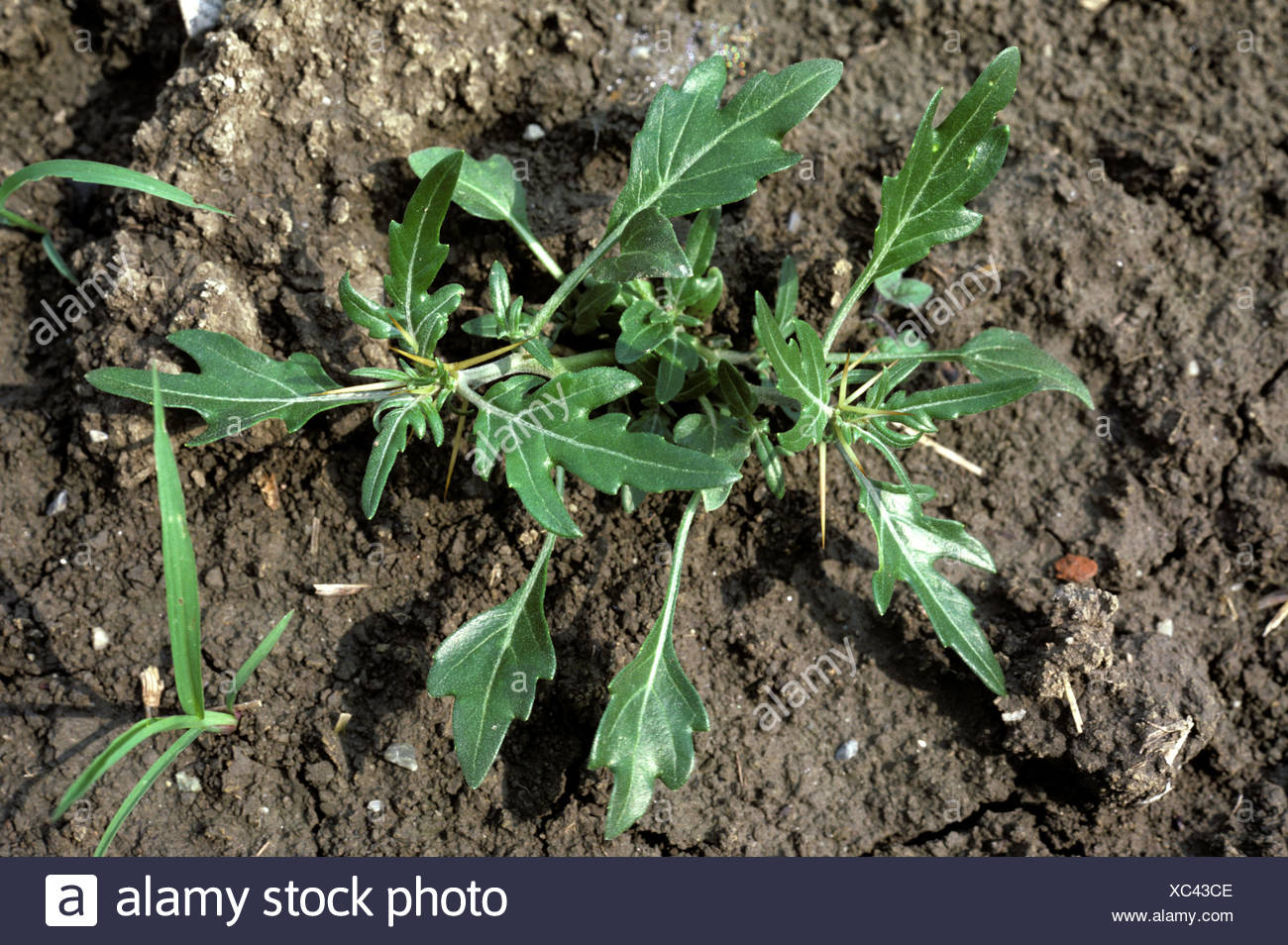 Spiny Weeds High Resolution Stock Photography and Images - Alamy