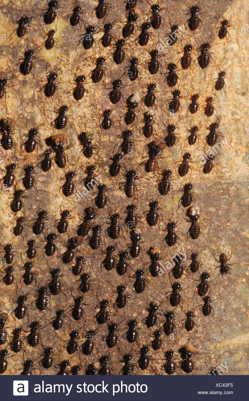 Termites In Rainforest High Resolution Stock Photography and Images - Alamy