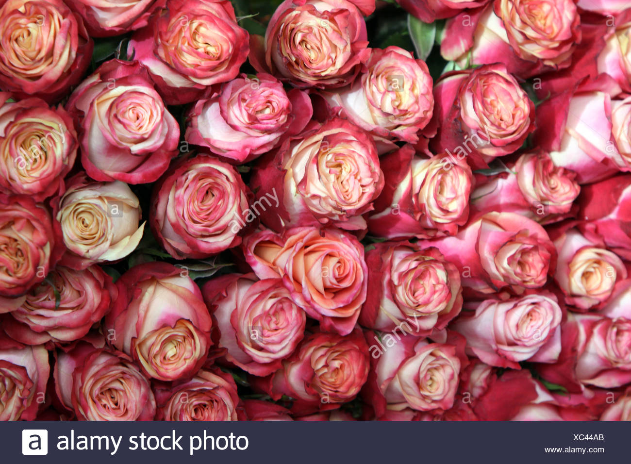 Strauss Rote Rosen High Resolution Stock Photography and Images - Alamy
