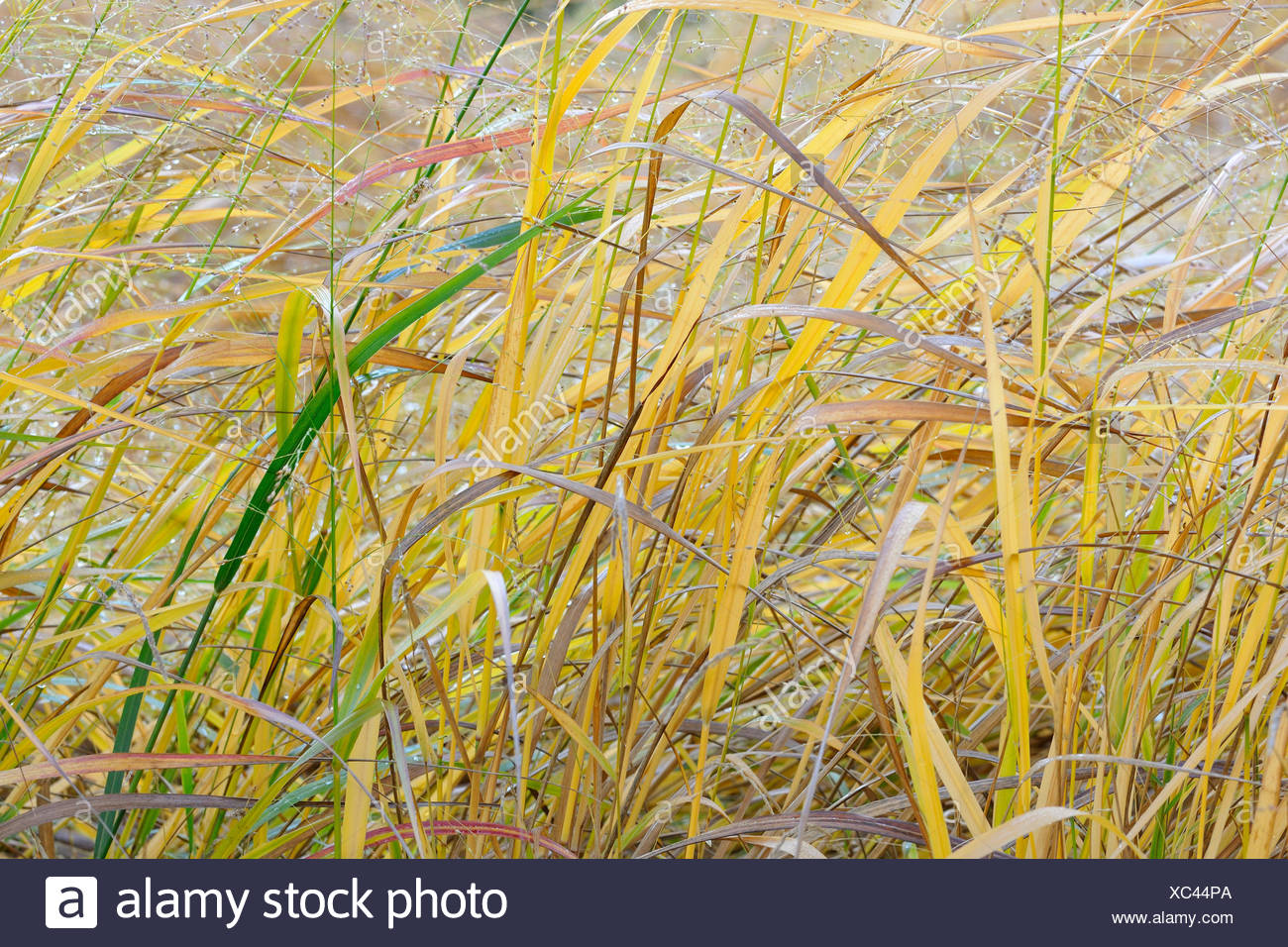 Switchgrass High Resolution Stock Photography and Images - Alamy