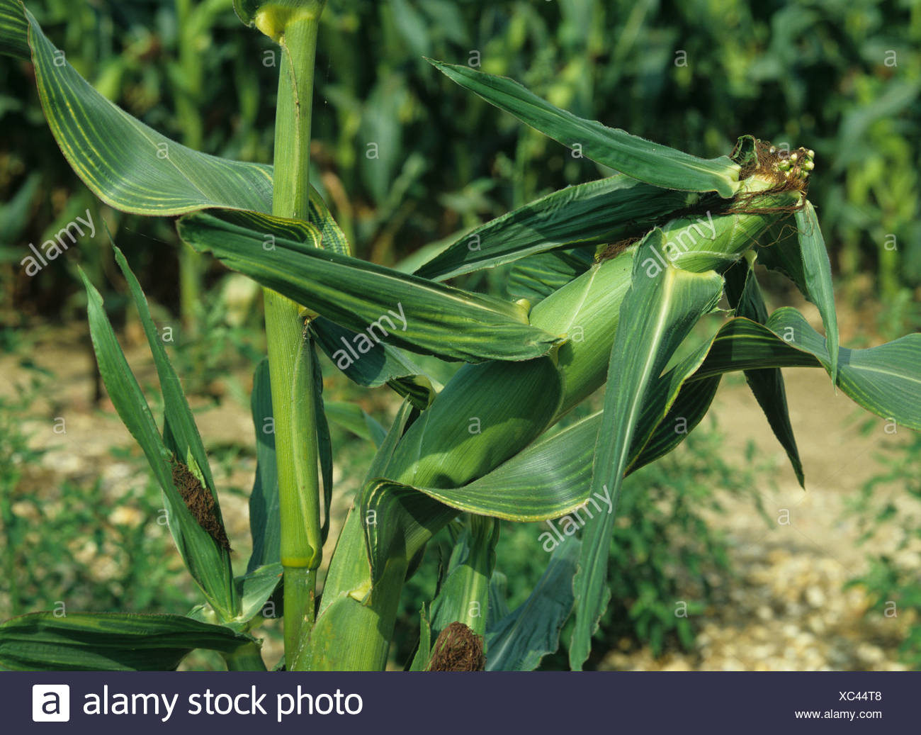 Crop Of Leaves High Resolution Stock Photography and Images - Alamy