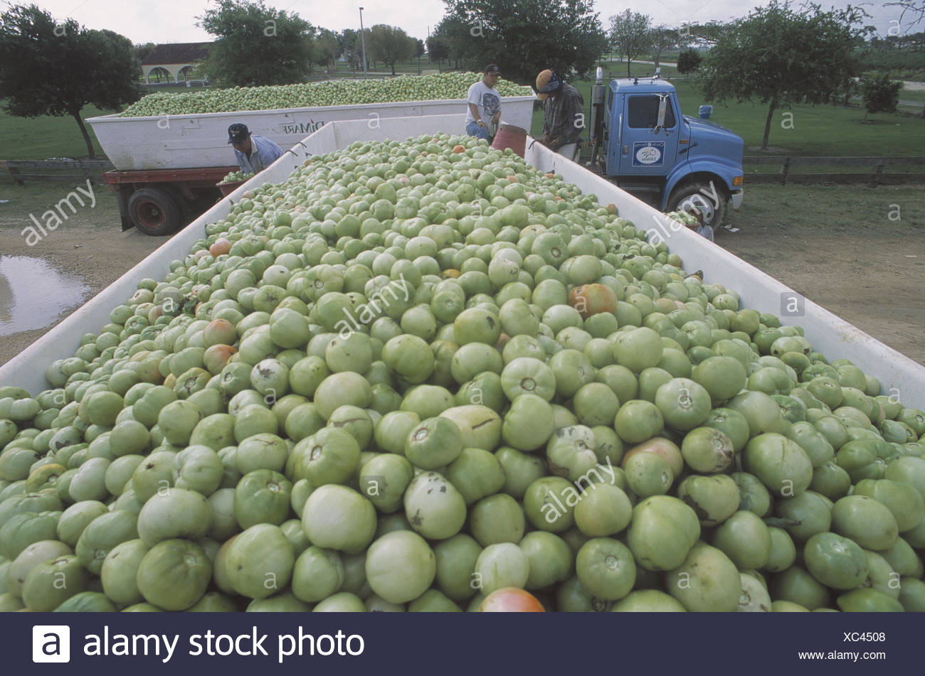 Tomato Harvest Truck High Resolution Stock Photography and Images - Alamy
