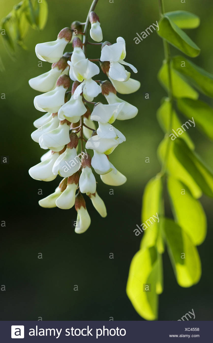 Black Locust Blossom High Resolution Stock Photography and Images - Alamy