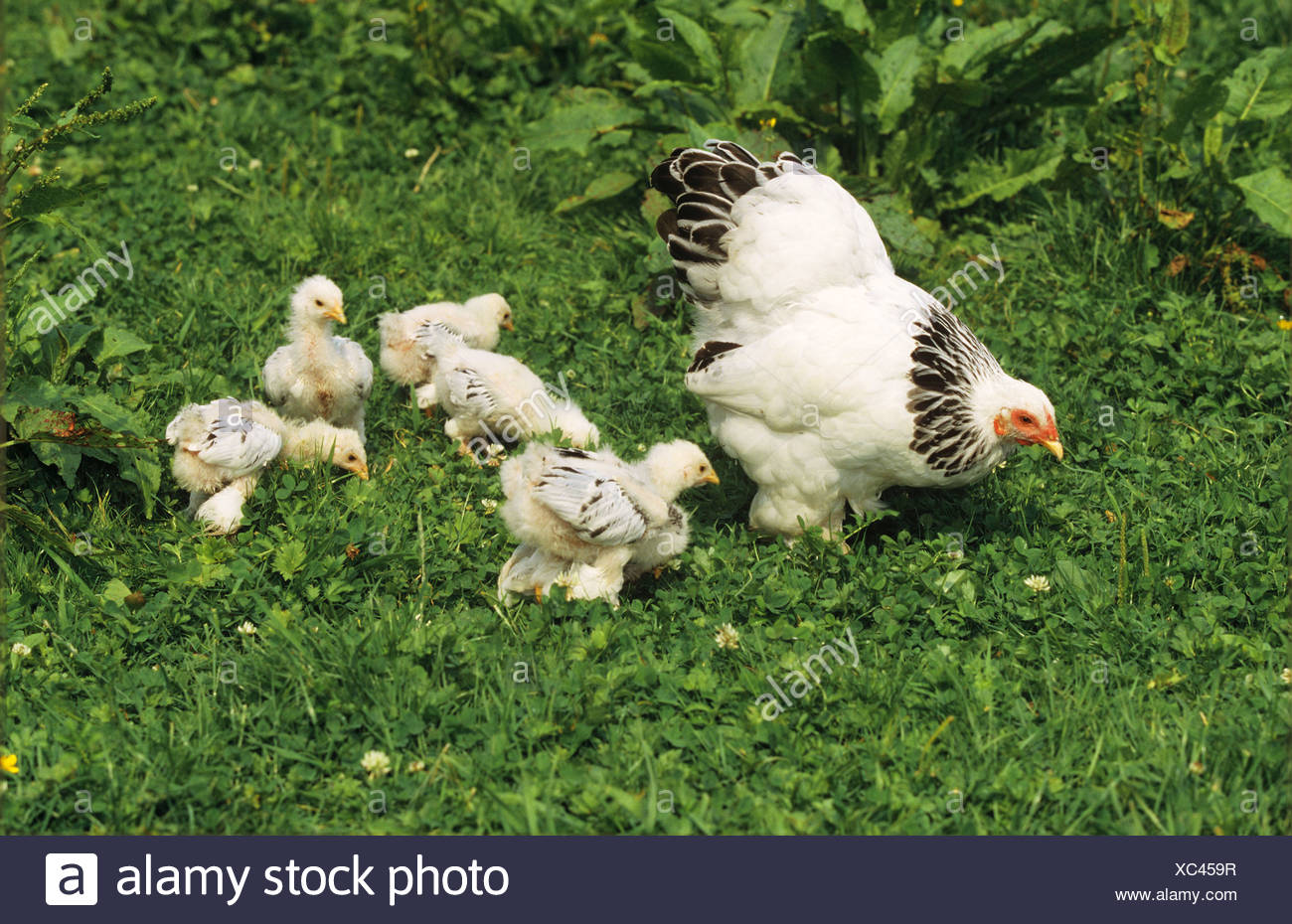 Brahma Hen High Resolution Stock Photography and Images - Alamy