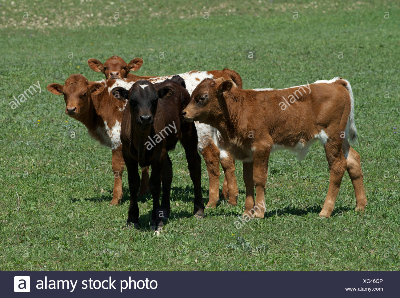 4 Calves High Resolution Stock Photography and Images - Alamy