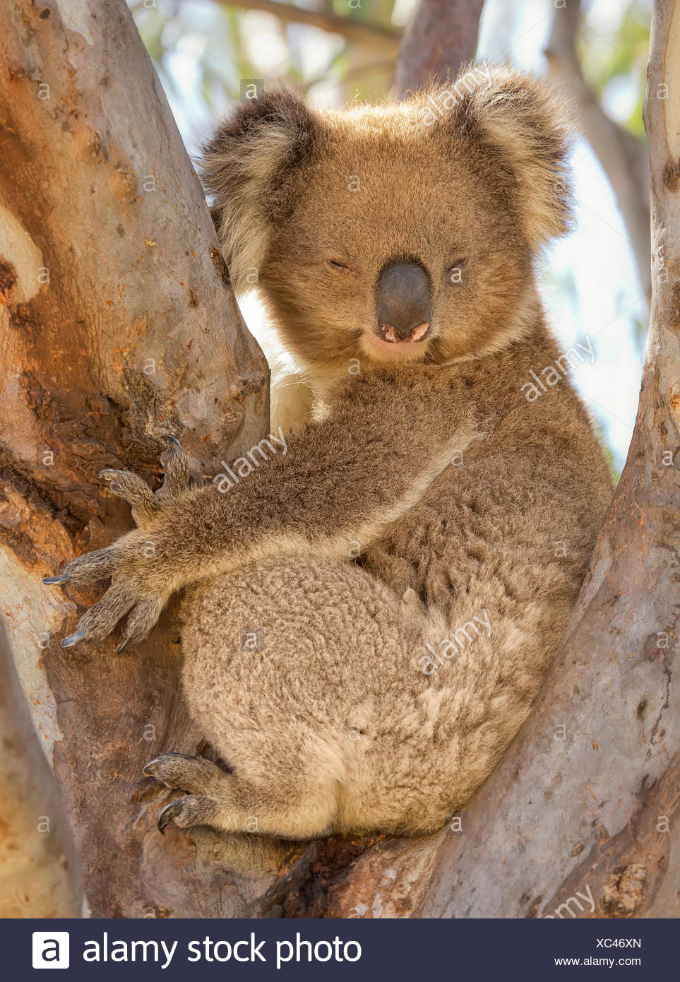 Koala Bear Sleeping In Tree High Resolution Stock Photography and ...