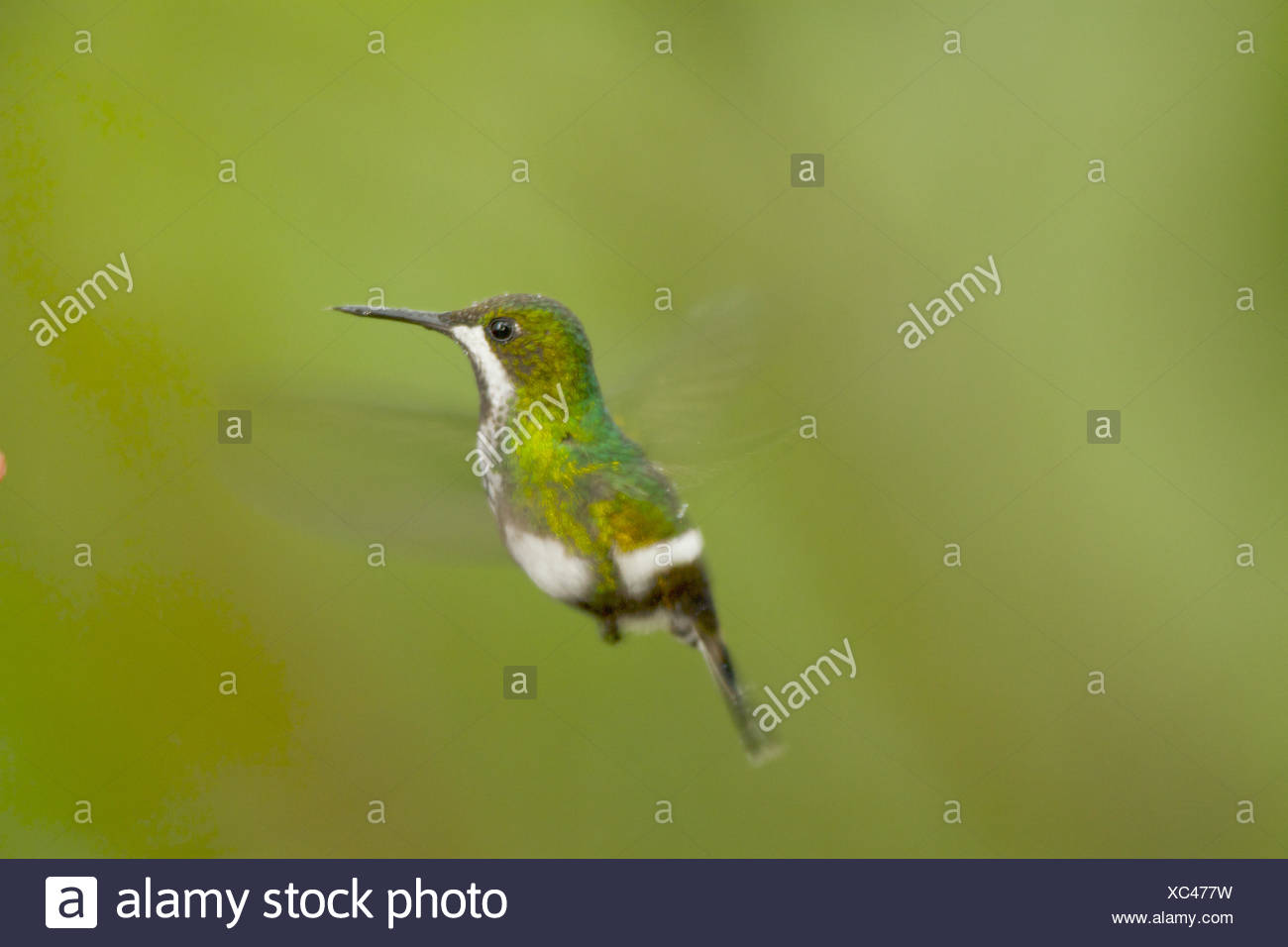 Green Thorntail Hummingbird Stock Photos & Green Thorntail Hummingbird ...