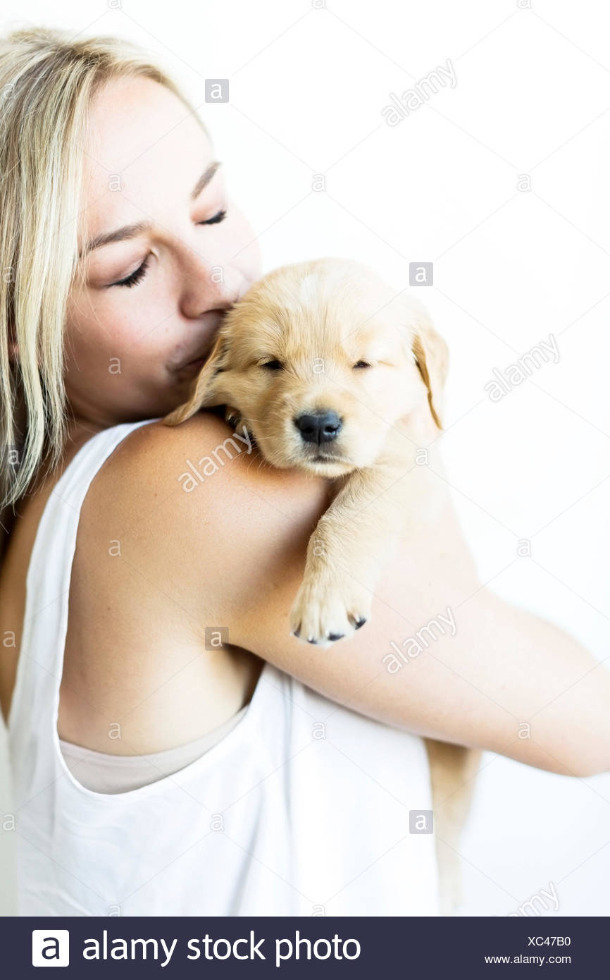 Golden Retriever Studio High Resolution Stock Photography and Images ...