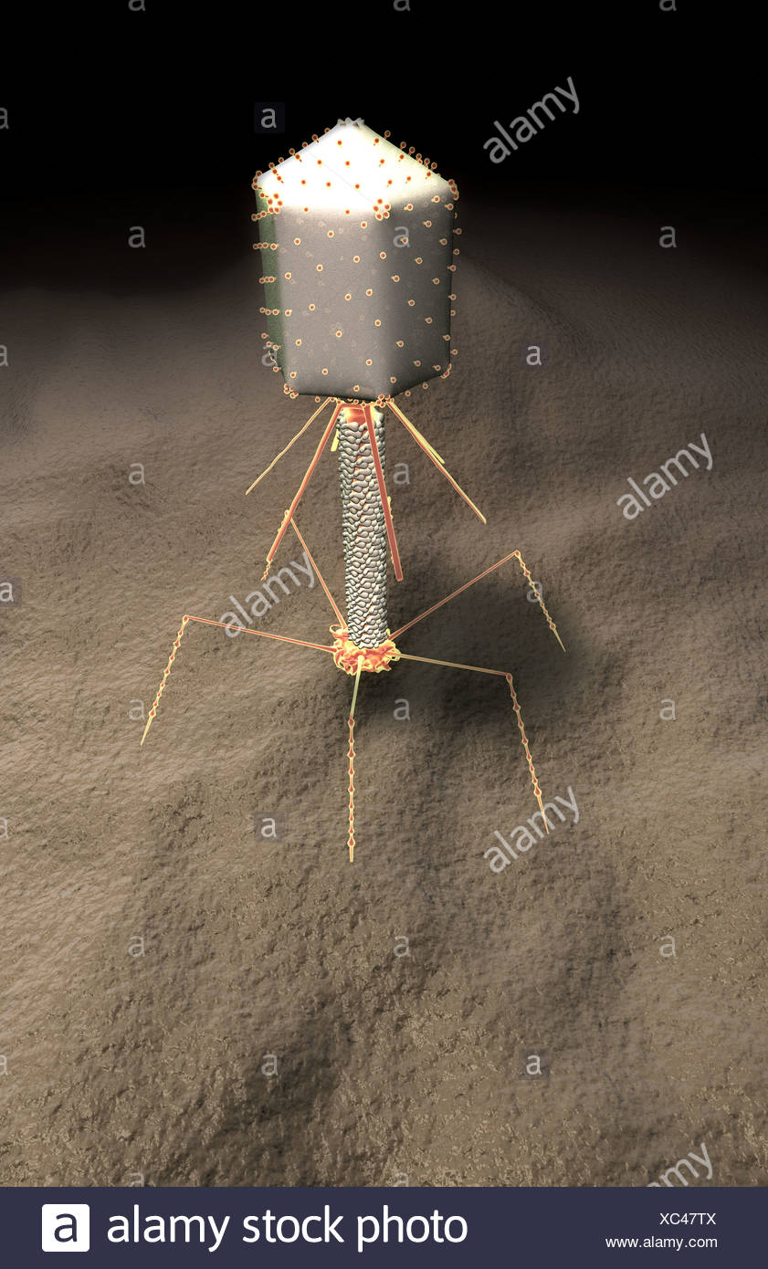 Enterobacteria Phage High Resolution Stock Photography and Images - Alamy