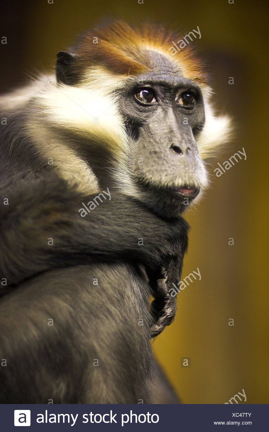 Crowned Monkey High Resolution Stock Photography and Images - Alamy