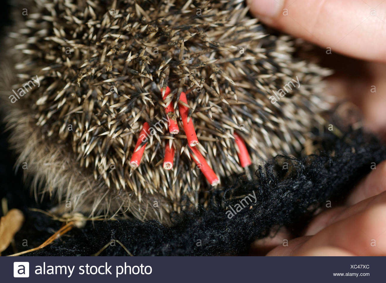 Tagging Of Animals High Resolution Stock Photography and Images - Alamy
