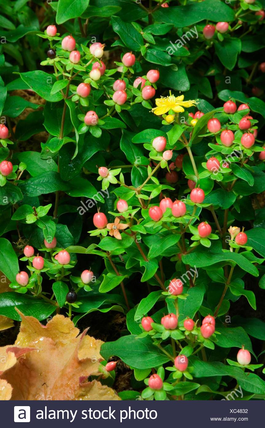 Hypericum Berries Stock Photos & Hypericum Berries Stock Images - Alamy