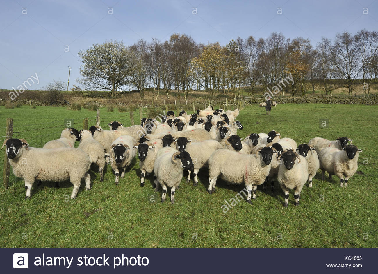 Lonk Sheep Stock Photos & Lonk Sheep Stock Images - Alamy