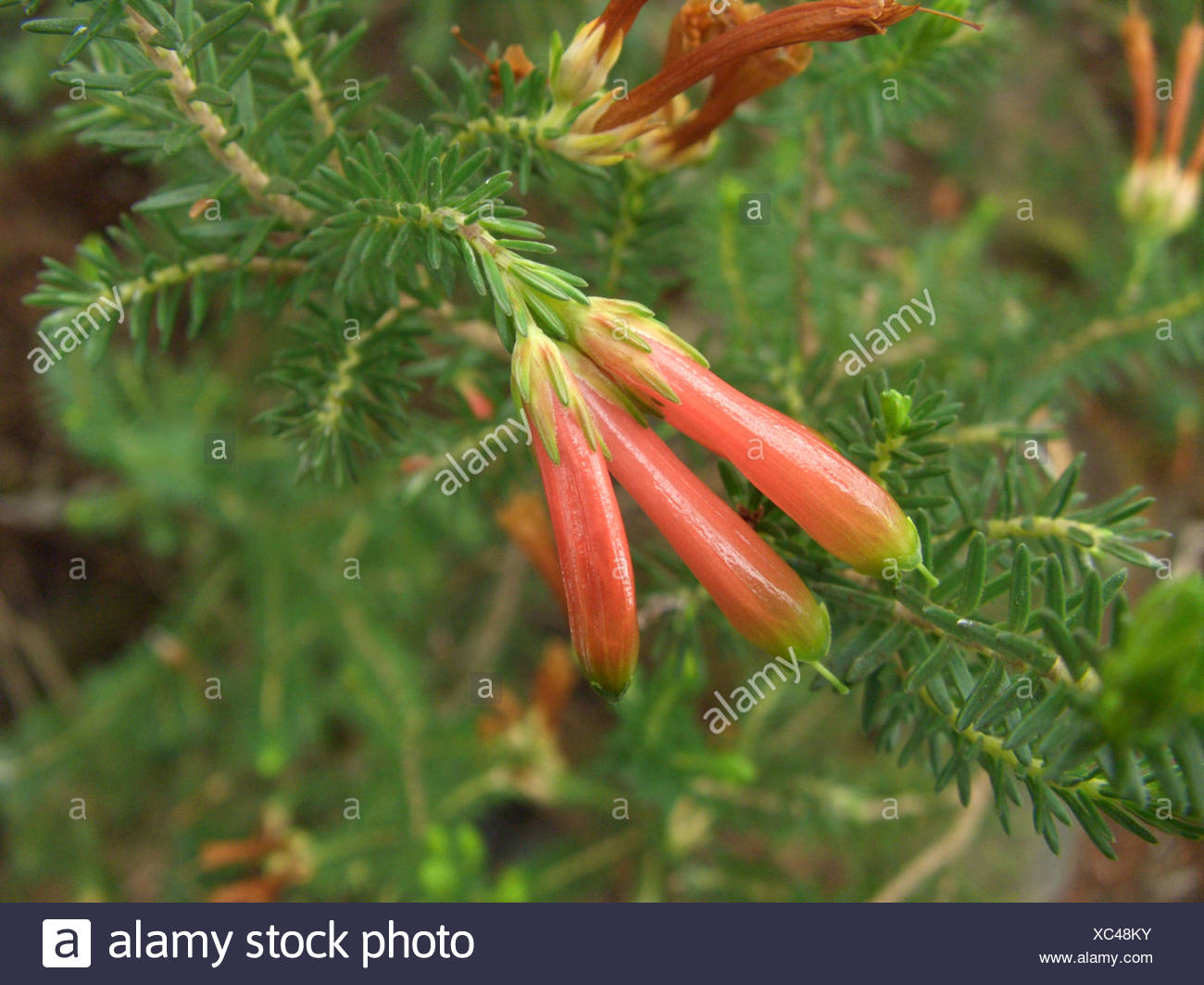 Outeniqua Heather Erica Versicolor High Resolution Stock Photography ...