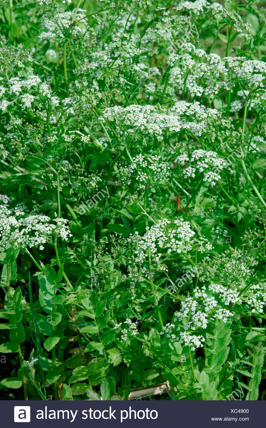 Berula Erecta High Resolution Stock Photography and Images - Alamy