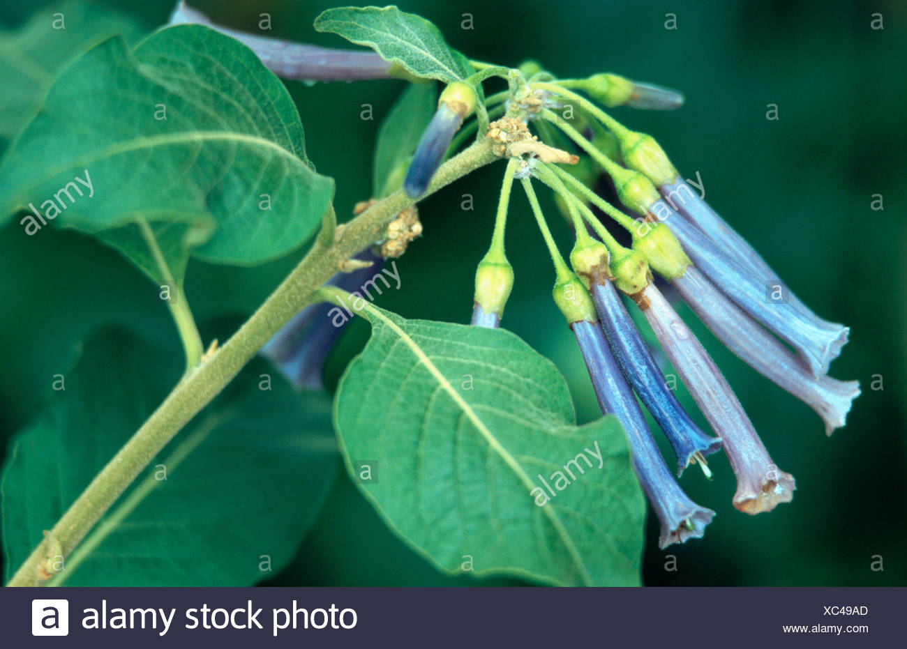 Iochroma High Resolution Stock Photography and Images - Alamy