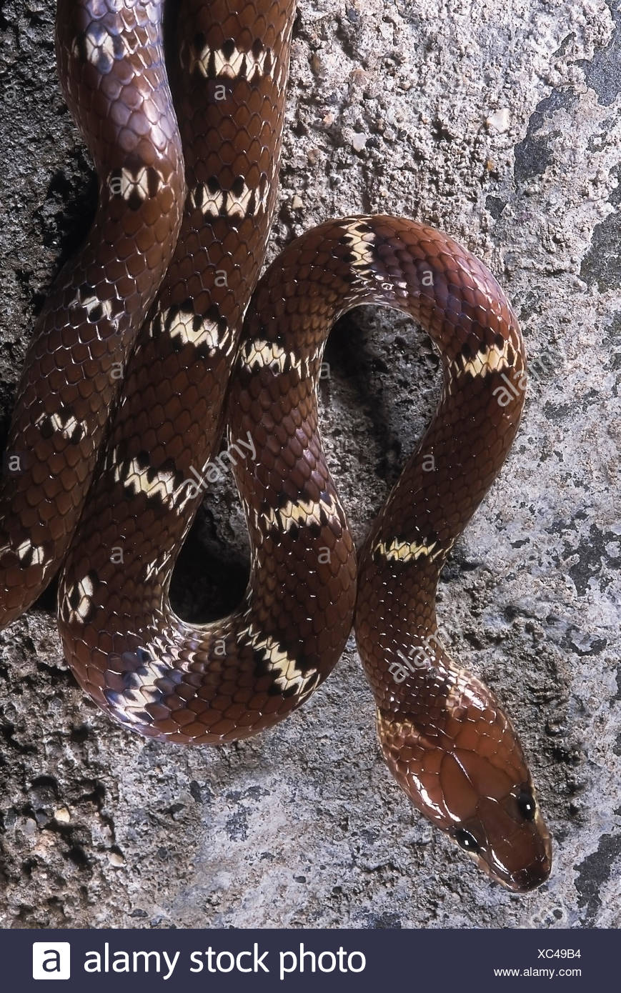 Lycodon Aulicus Stock Photos & Lycodon Aulicus Stock Images - Alamy
