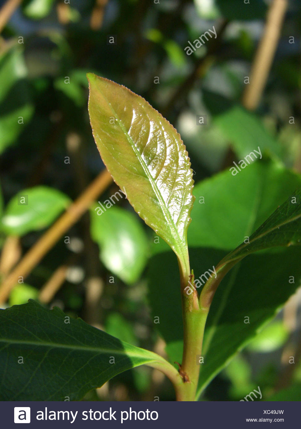 Catha Edulis High Resolution Stock Photography and Images - Alamy