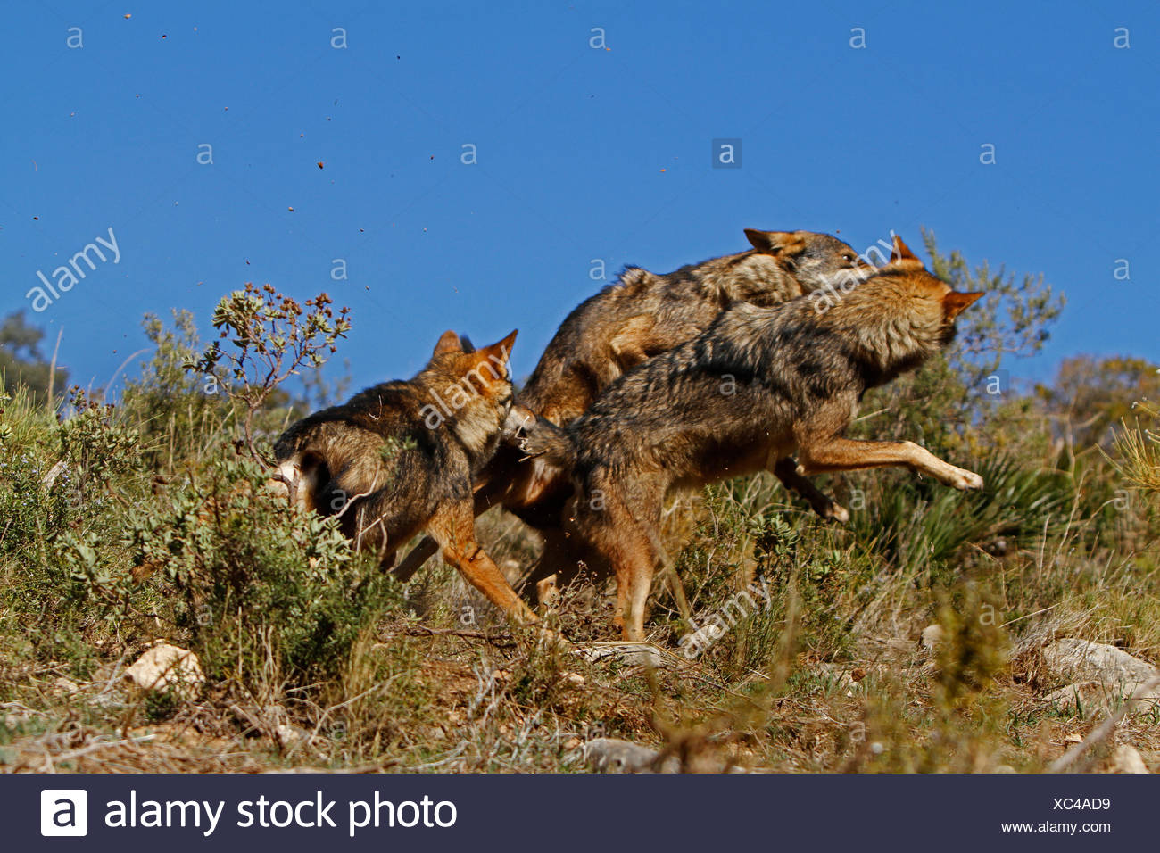 Wolf Spain High Resolution Stock Photography and Images - Alamy