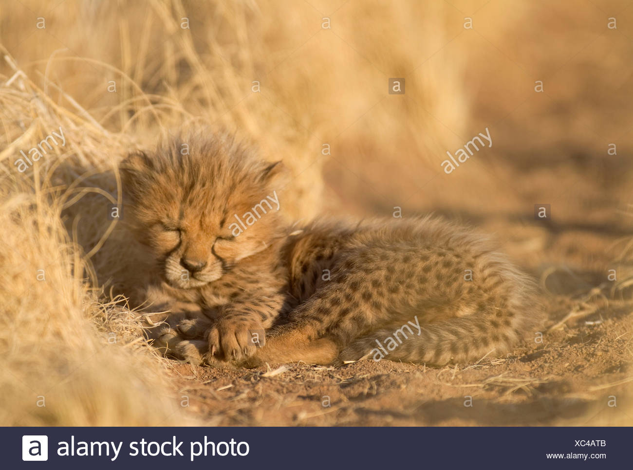 Cheetah Sleeping High Resolution Stock Photography and Images - Alamy