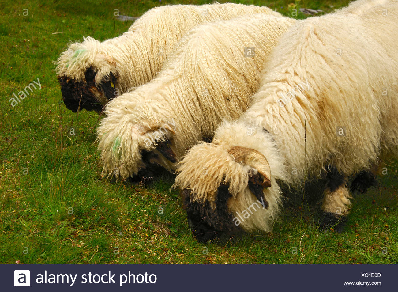 Swiss Valais Blacknose Sheep Breed Stock Photos & Swiss Valais ...