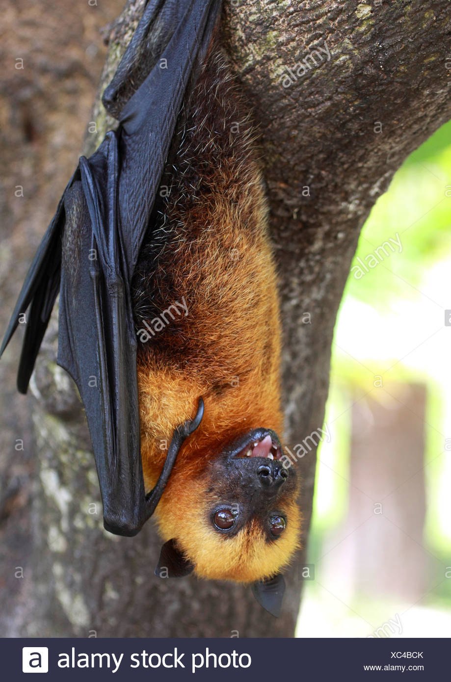 Fruit Bat And Seychelles Stock Photos & Fruit Bat And Seychelles Stock ...