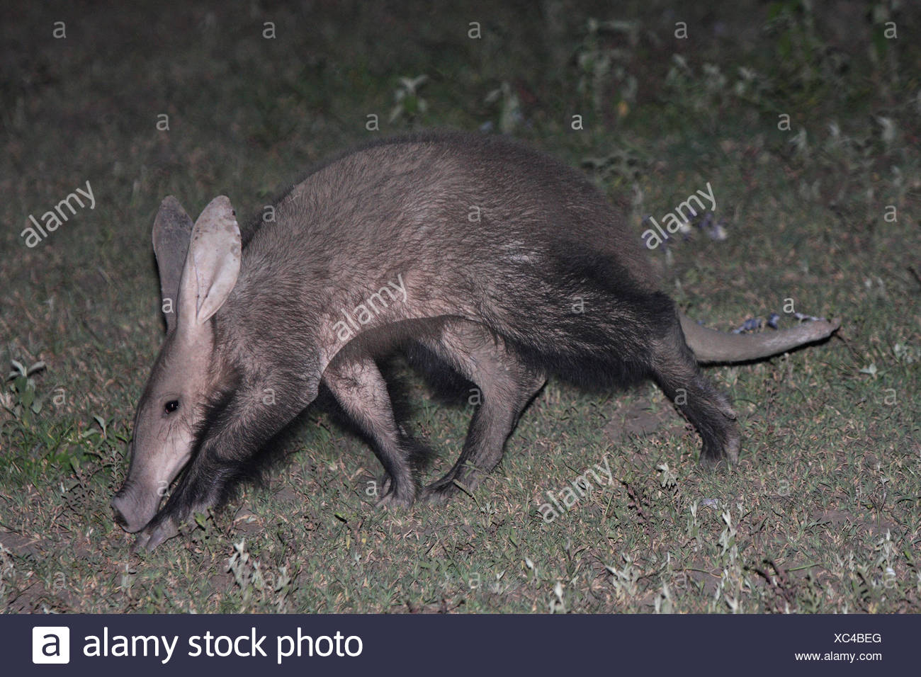 Antbear High Resolution Stock Photography and Images - Alamy