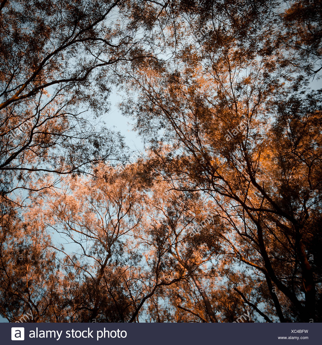 Looking Up At Winter Tree Canopy Stock Photos & Looking Up At Winter ...