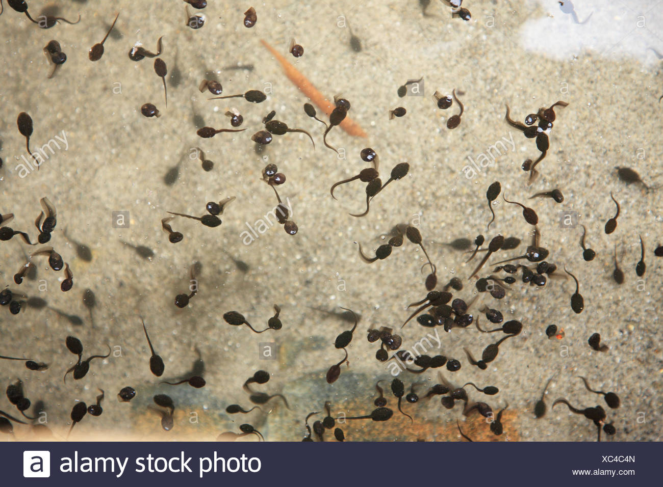 Stage Animals High Resolution Stock Photography and Images - Alamy