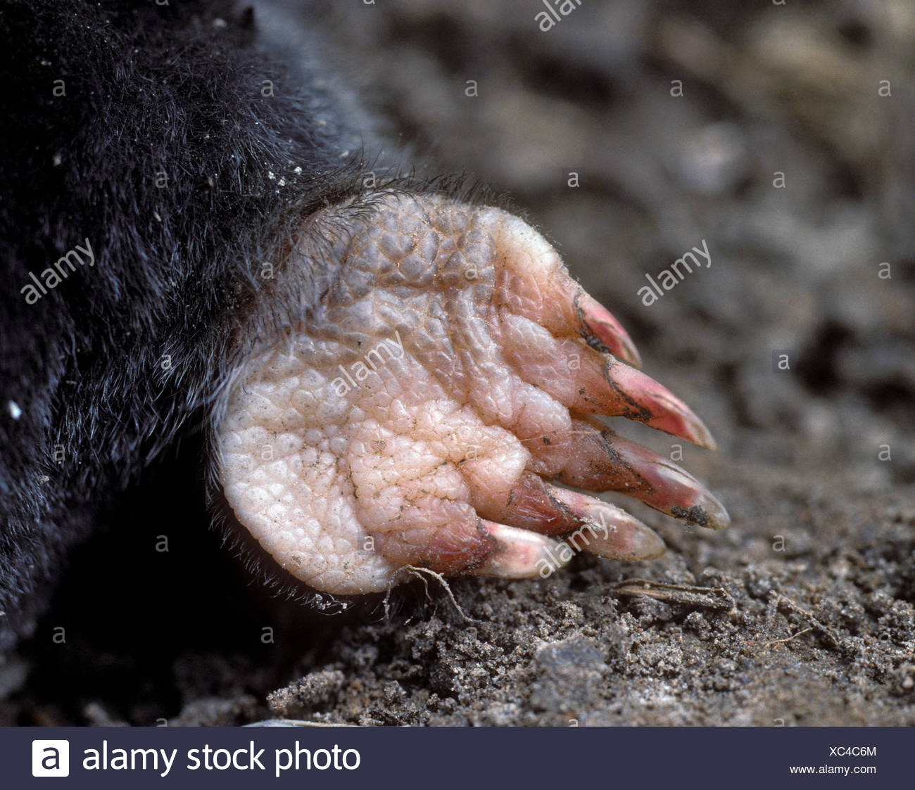 British Mammals High Resolution Stock Photography and Images - Alamy