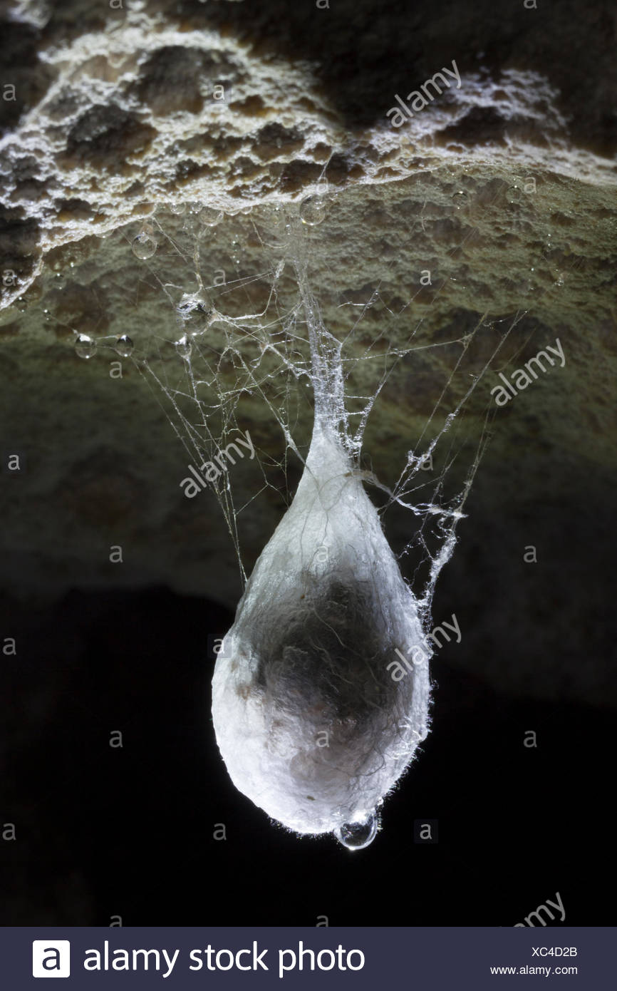 Meta Menardi High Resolution Stock Photography and Images - Alamy