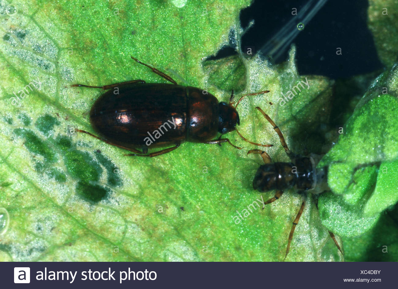 Larva Of A Caddis High Resolution Stock Photography and Images - Alamy