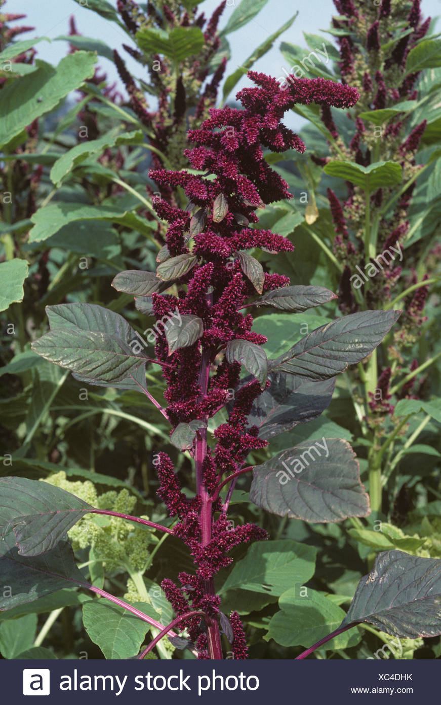 Red Amaranth High Resolution Stock Photography and Images - Alamy