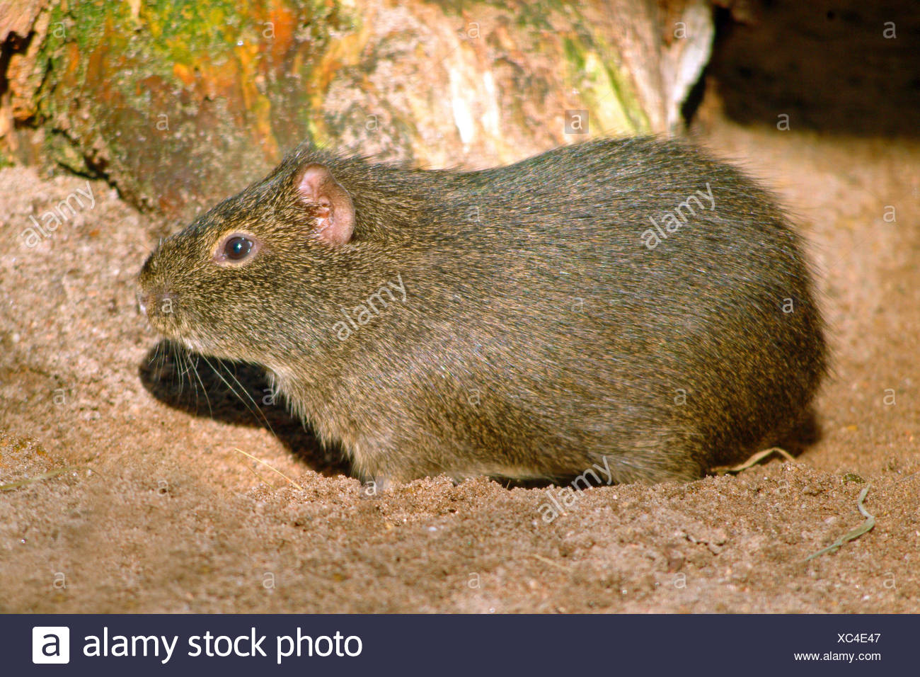 Cavia High Resolution Stock Photography and Images - Alamy