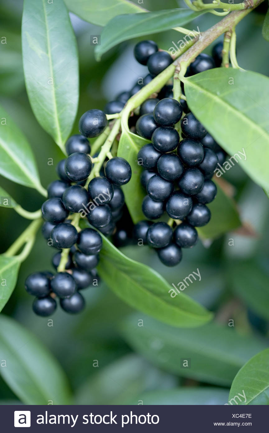 Laurel Berries High Resolution Stock Photography and Images - Alamy