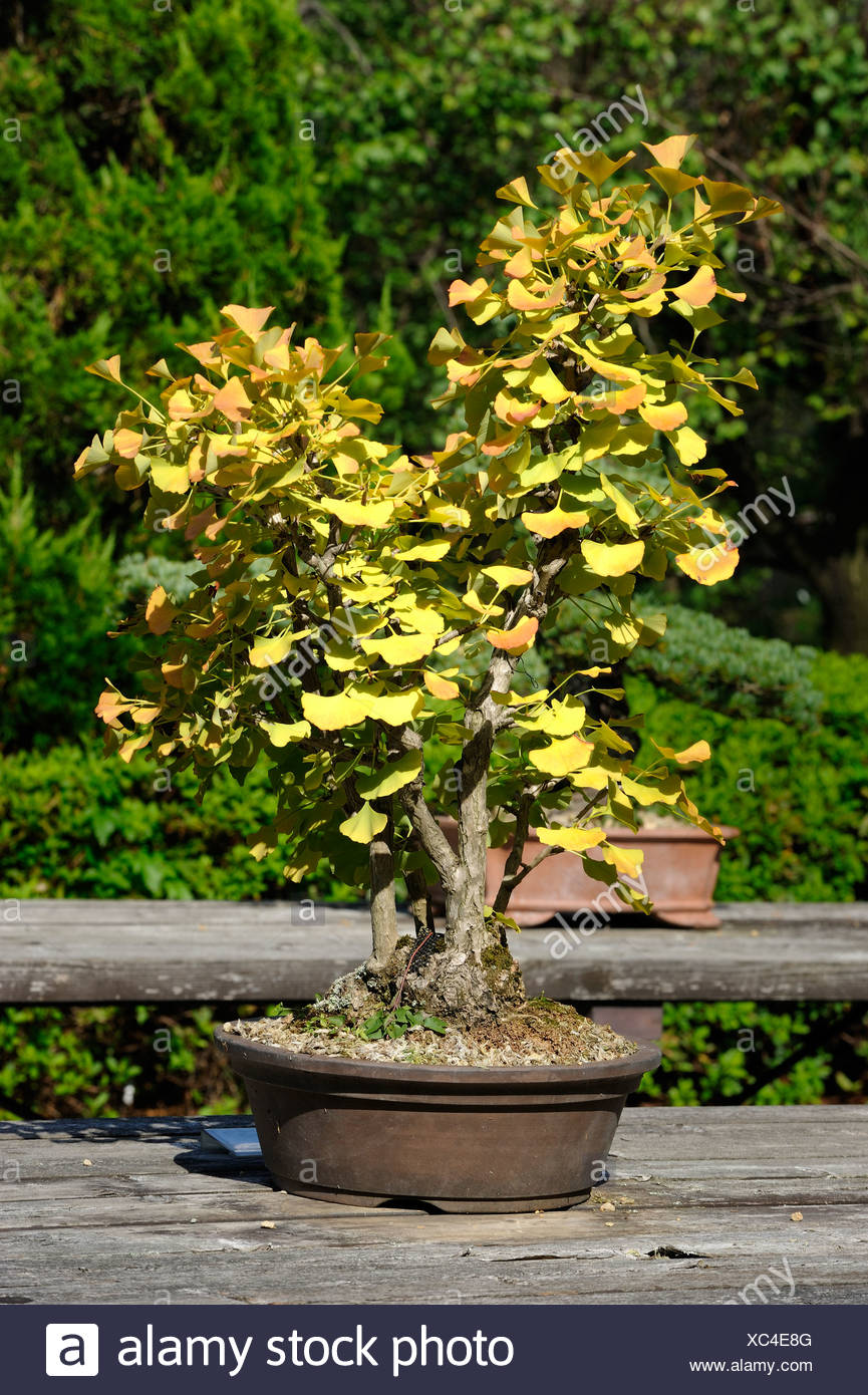 Ginkgo Biloba High Resolution Stock Photography and Images - Alamy