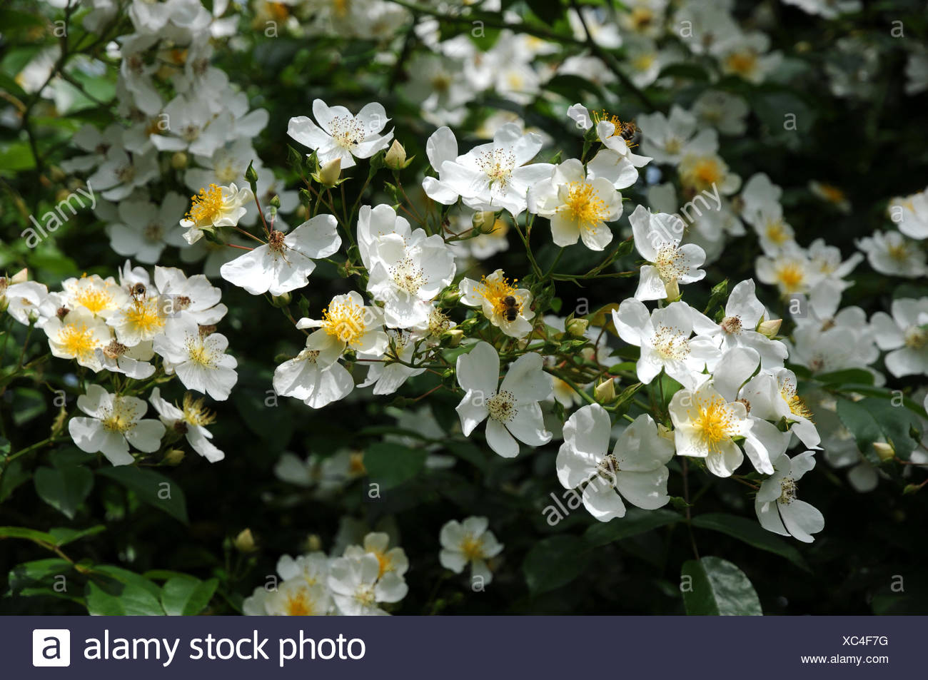 Kletterrose Rose Stock Photos & Kletterrose Rose Stock Images - Alamy