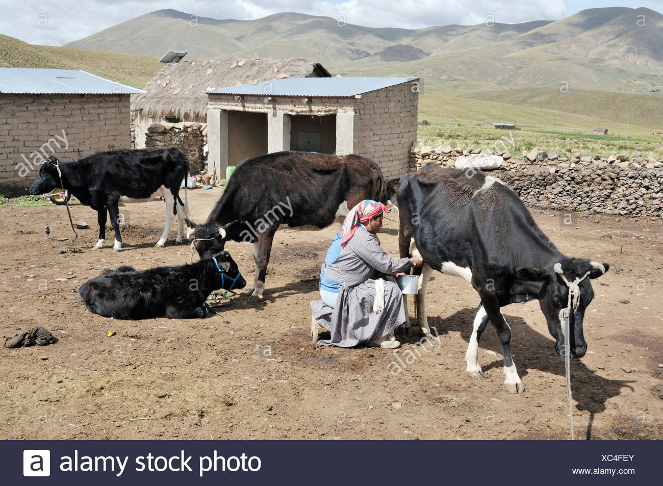 Woman Cow Farm Milking High Resolution Stock Photography and Images - Alamy