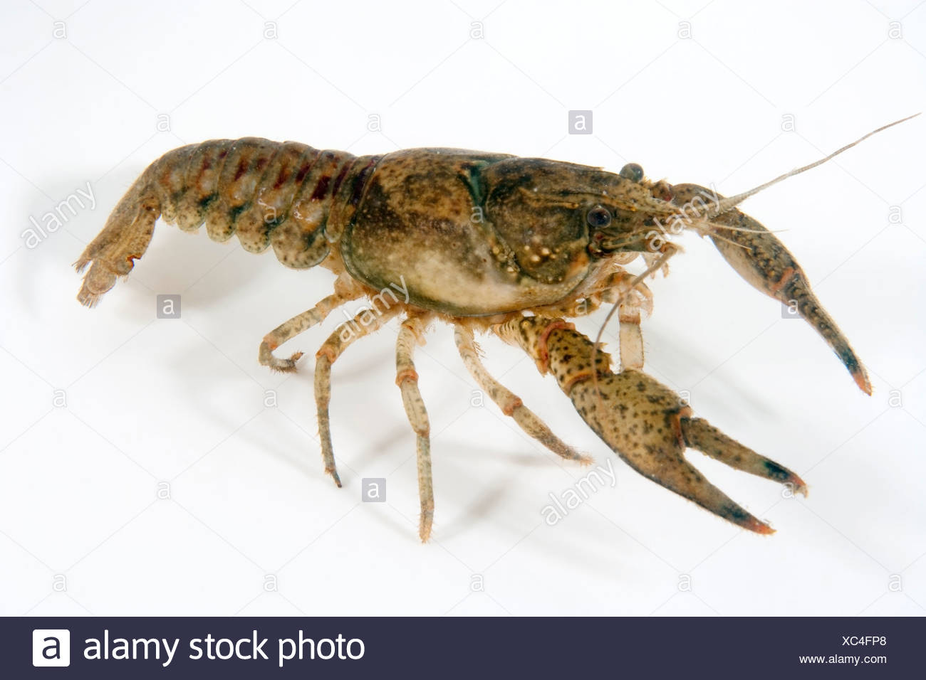 Crayfish High Resolution Stock Photography and Images - Alamy