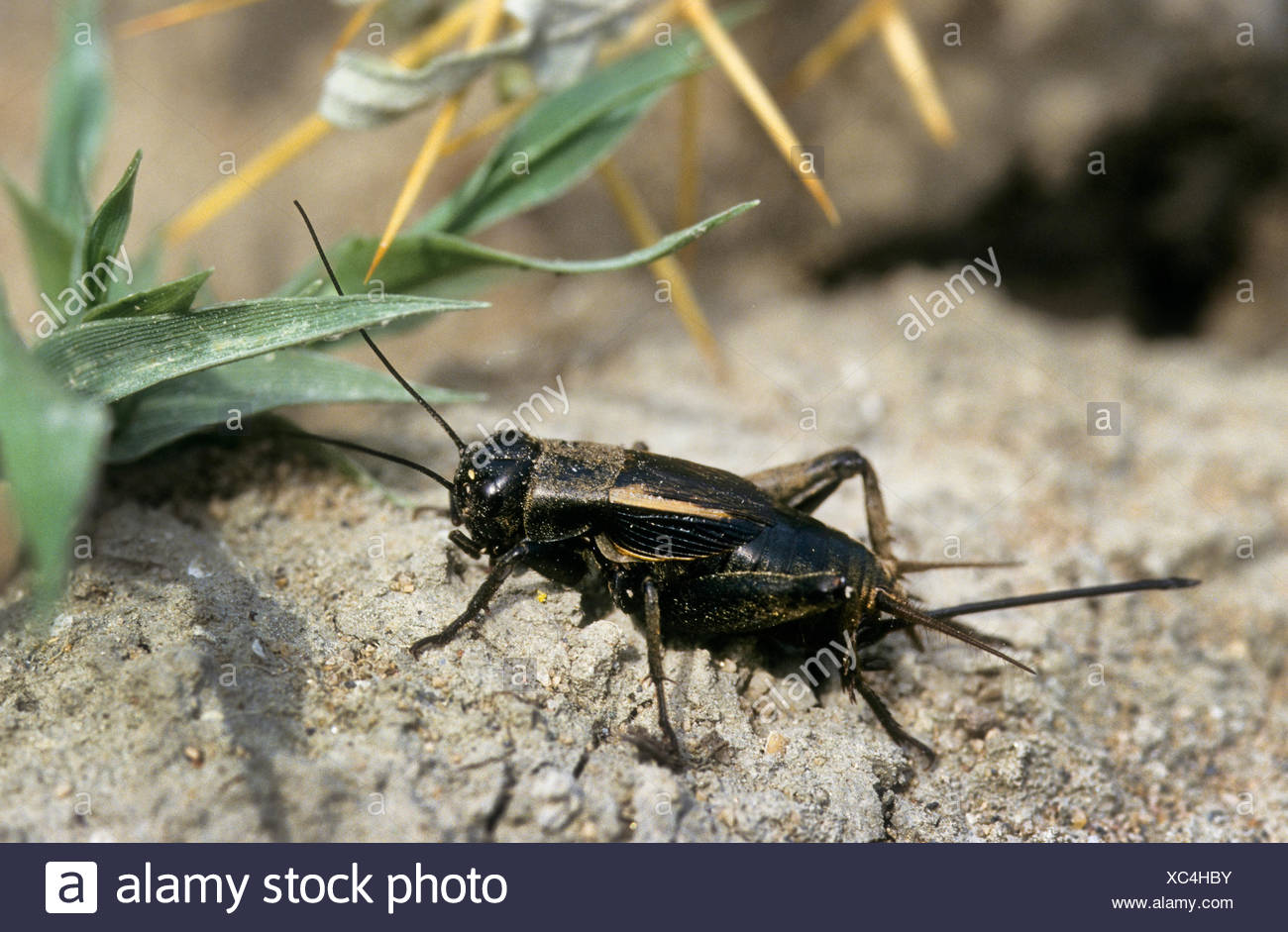 Steppe Insects High Resolution Stock Photography and Images - Alamy