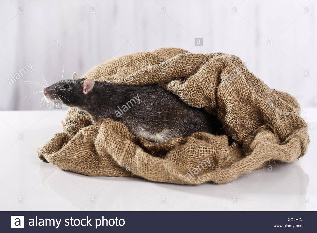 Berkshire Rats Stock Photos & Berkshire Rats Stock Images - Alamy