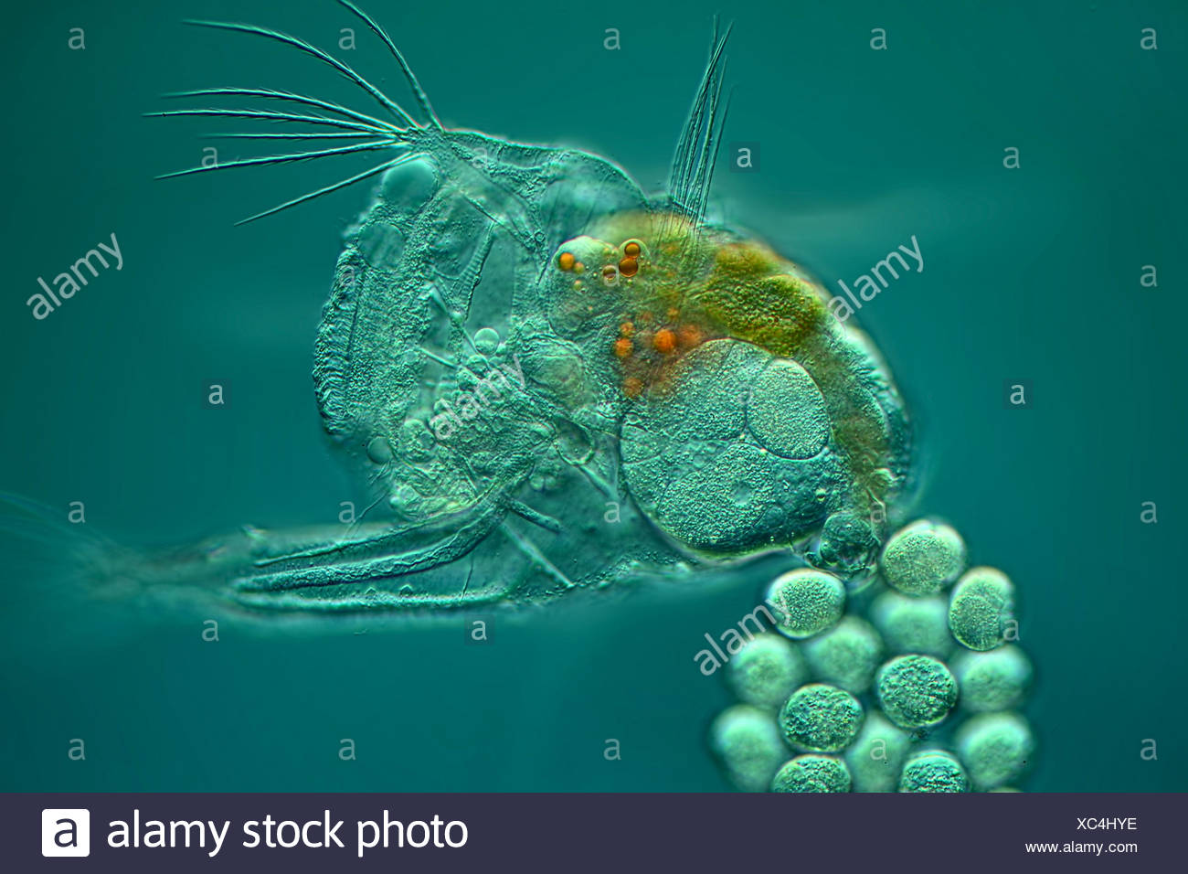 Rotifers Rotatoria High Resolution Stock Photography and Images - Alamy