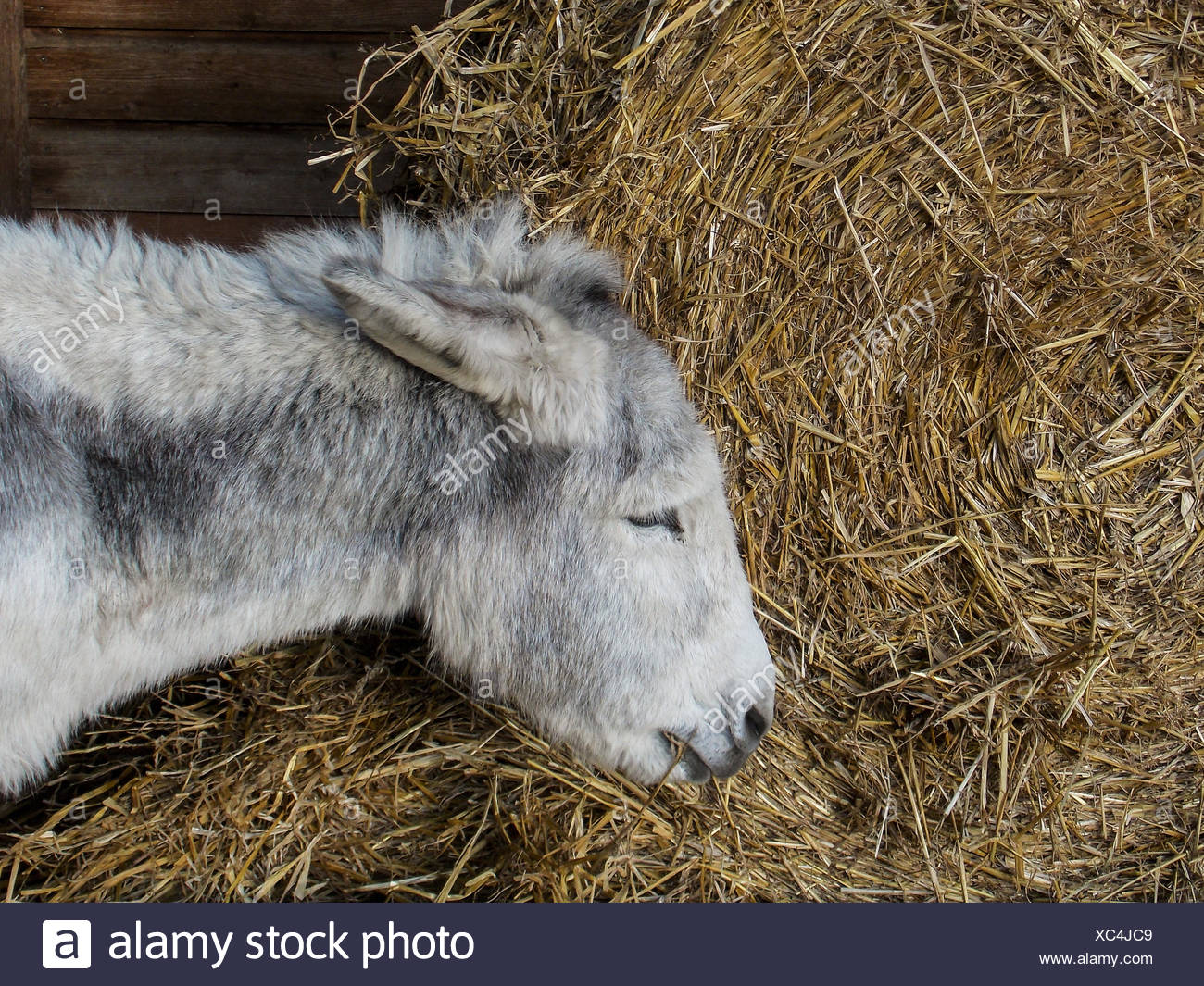 Hay Bale Barn High Resolution Stock Photography and Images - Alamy