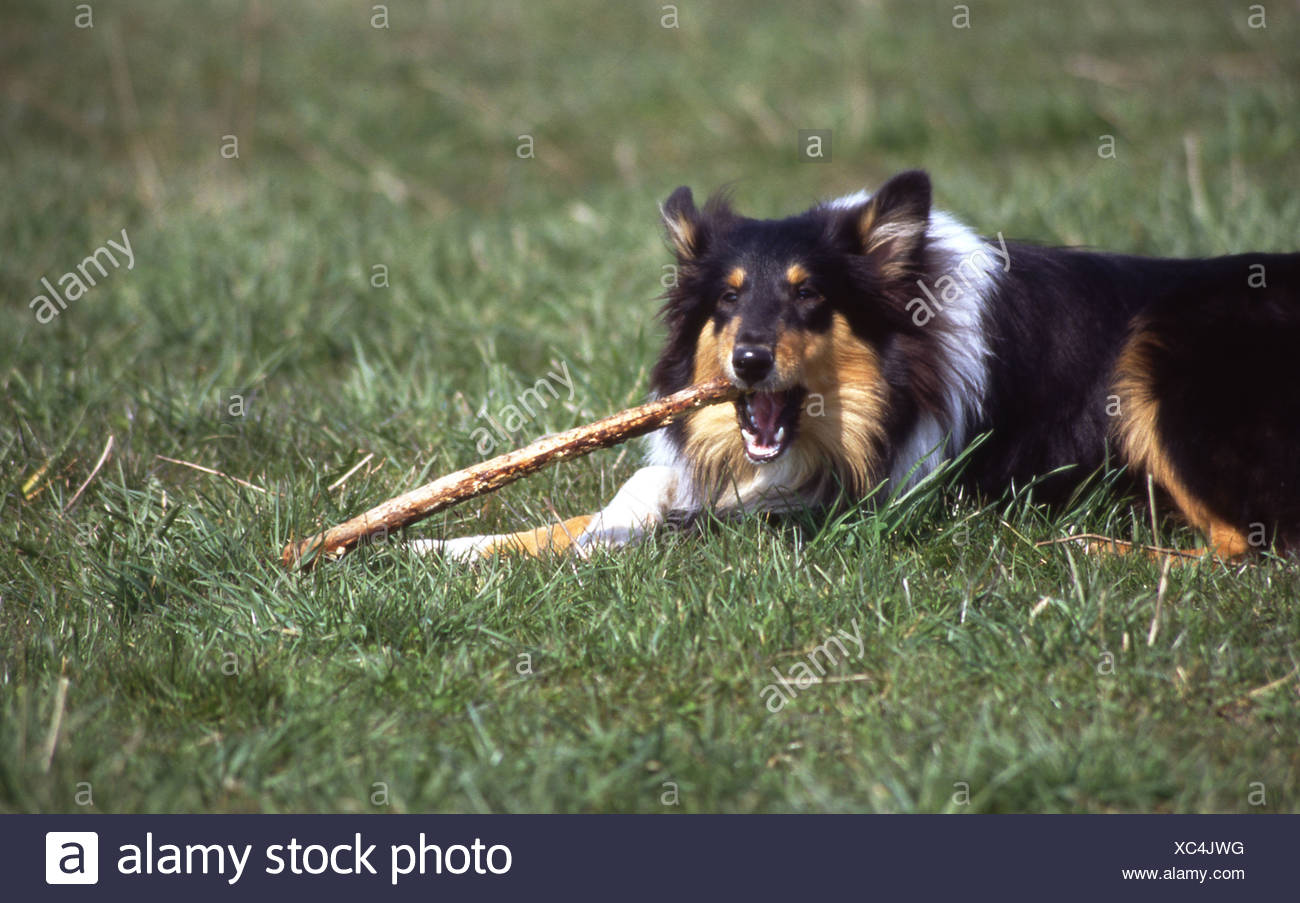 Gnaw Stick High Resolution Stock Photography and Images - Alamy
