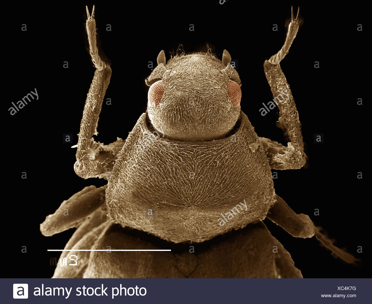 Coleoptera Insect Microscope High Resolution Stock Photography and ...