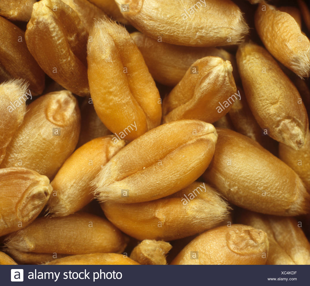 Wheat Seed High Resolution Stock Photography and Images - Alamy