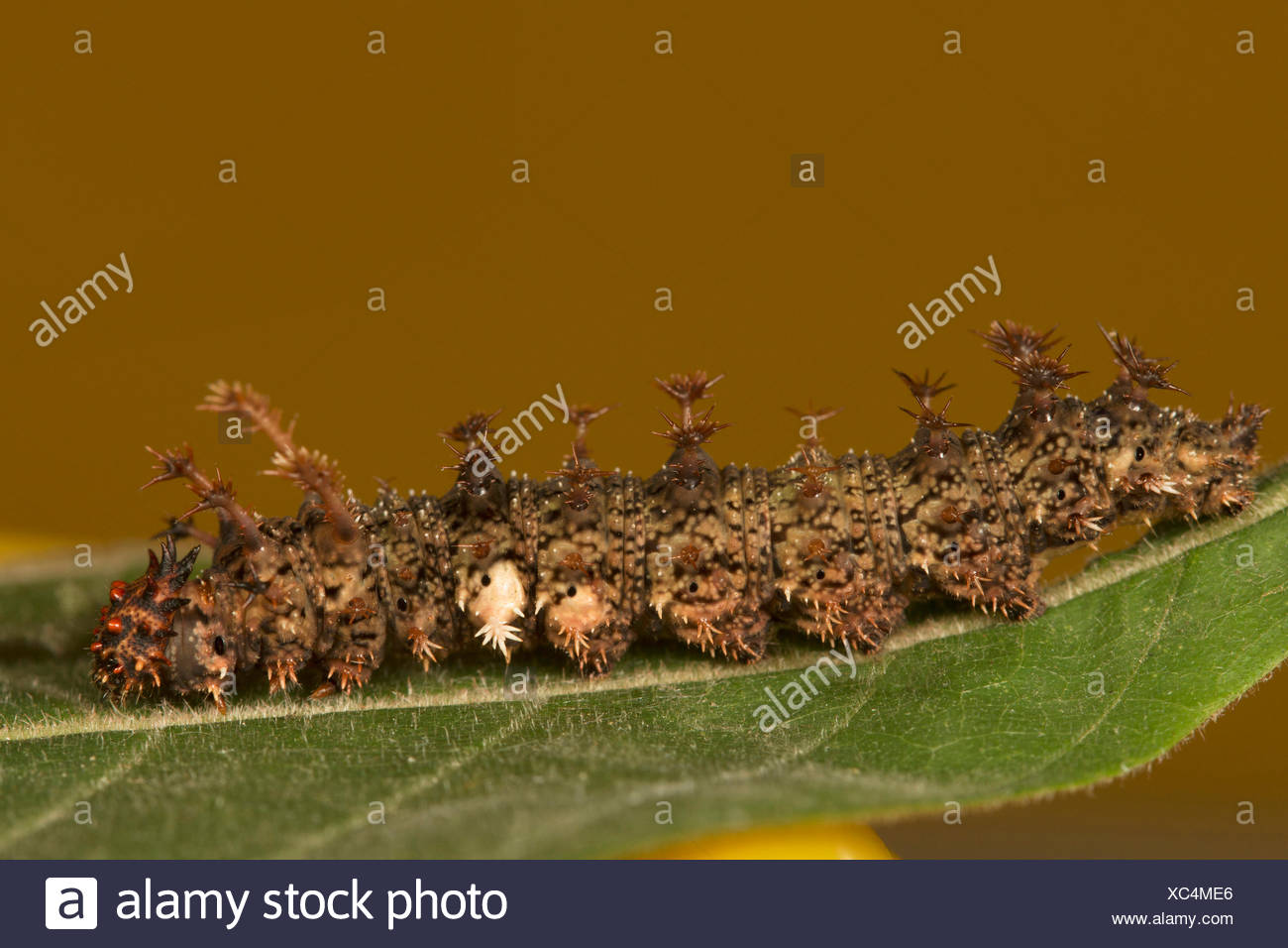 Commander Butterflies High Resolution Stock Photography and Images - Alamy
