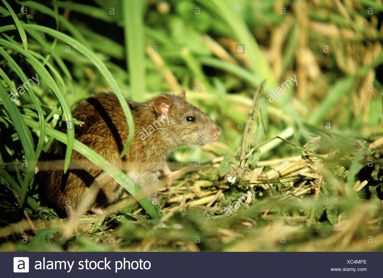 Black Ship High Resolution Stock Photography and Images - Alamy